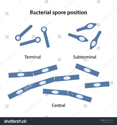 Position Bacillus Spores Central Terminal Subterminal Stock Vector Royalty Free 1693471582