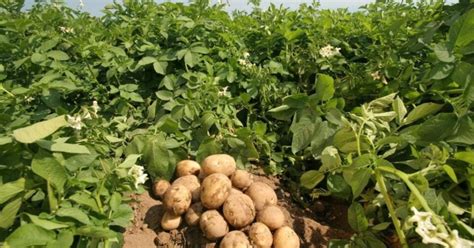 В Україні продовжують знижуватися ціни на картоплю Фінанси Bigmir Net