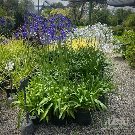 Agapanthus Storm Cloud Plant