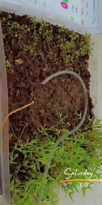 Sruthi Budatha On Linkedin Smartirrgation Agriculture Localneeds