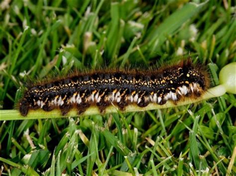 Identifying Hairy Caterpillars Wildlife Insight