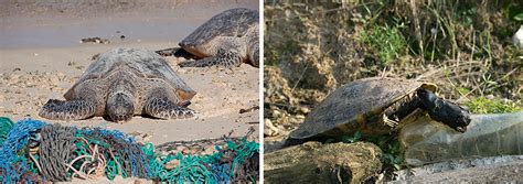 여름 바다 낭만보다 소중함을~ 비닐봉투 먹는 바다 거북을 구해주세요