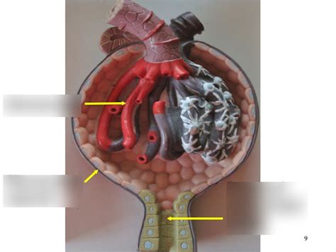 Bio 202 Lab Urinary Diagram Quizlet