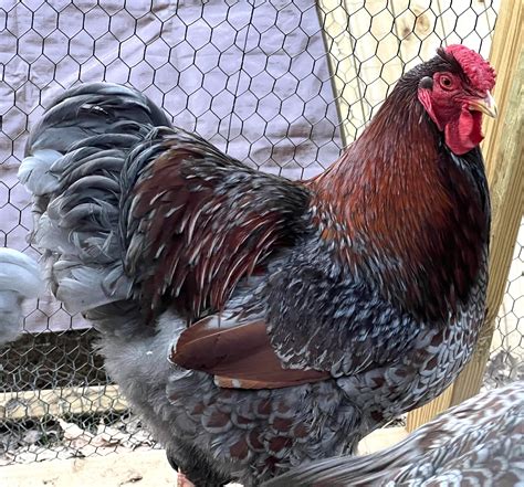 Blue Laced Red Wyandottes