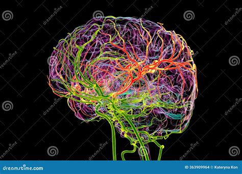 Brain Arteries With Highlighted Middle Cerebral Artery In Red 3d Illustration Cartoondealer