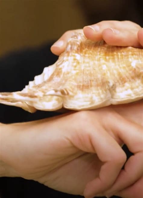 Science Of Spongebob Spongebob Characters Irl Natural History Museum