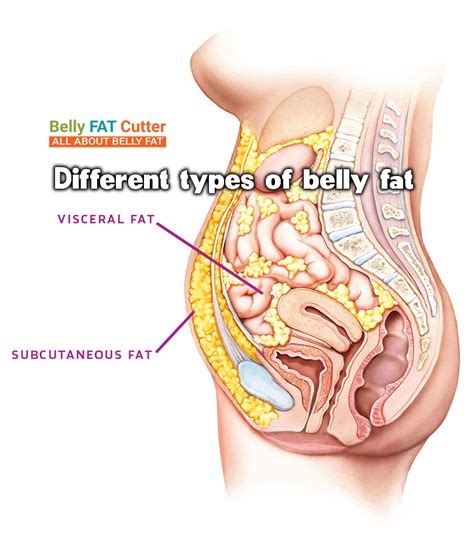 Different Type Of Belly Fat The 1 Most Dangerous Belly Fat Belly