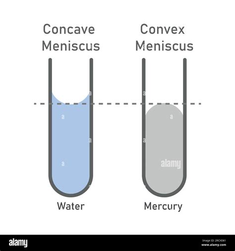 Adhesion And Cohesion Of Water Concave And Convex Meniscus Vector Illustration Isolated On