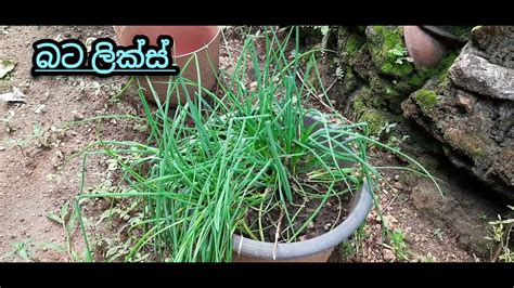 ඉතා රසවත් පාරම්පරික ලිික්ස් වර්ග 3 හදුනා ගනිමු Youtube