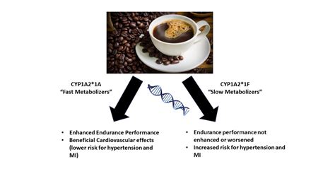 Slow Caffeine Metabolism What You Need To Know Carrie Visintainer