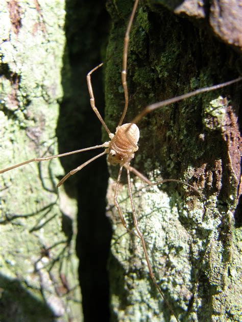 Platybunus Triangularis Spring Harvestman Flickr