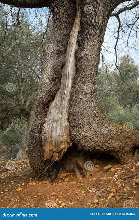 The Trunk Of An Old Tree Struck By Lightning Stock Photo Image Of