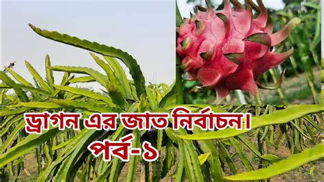 লাভজনক ড্রাগন এর জাত চিনুন। Youtube