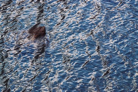 빛나는 물에 젖은 볼 더와 대기 Contrasty 배경 푸른 수 면 위에 돌입니다 화창한 날에 깊고 푸른 산 호수에 반사 혼란 리플입니다 미니 멀 텍스처입니다 공간에 복사