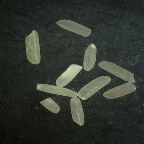 Rice Grain Final Object Detection Dataset And Pre Trained Model By Rice Grain