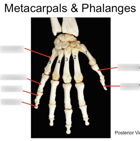 Skeletal System Metacarpals And Phalanges Skeletal System Carpal