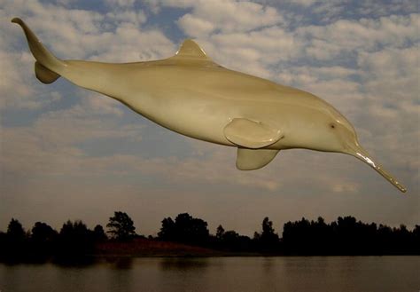 Tucuxi Dolphin Videos Photos And Facts