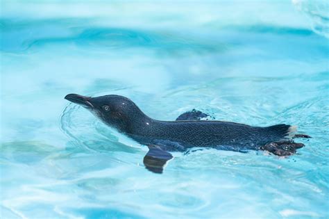 2 000 Free Juo Pinguin And Penguin Images Pixabay