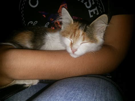 Бингус кот картинки и фото Koshkatop