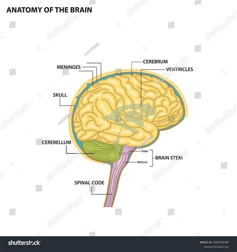 Anatomy Human Brain Showing Cerebrum Cerebellum Stock Vector Royalty Free 2545745387