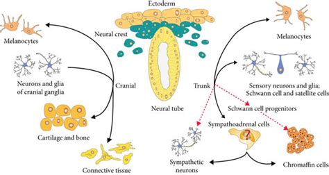 Cell Types Of Neural Crest Origin Download Scientific Diagram
