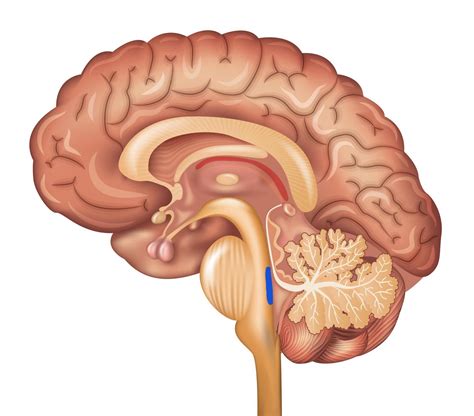 Locus Coeruleus Location [image] Eurekalert Science News Releases