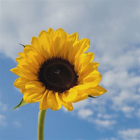 해바라기 생화 한단 농장직송 생화택배 꽃배달 아이디어스