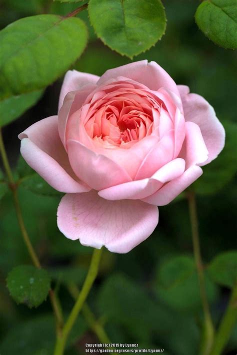 Aili Winter On Twitter My New Collab With Curvysence Clothes Brand Amazing Dresses For