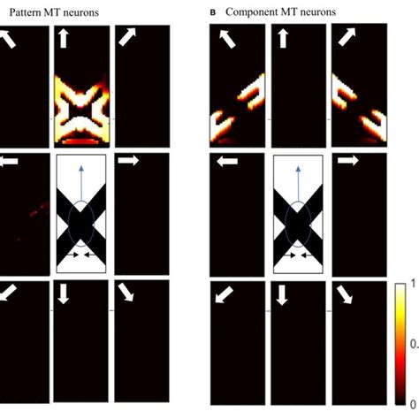 A The Activities Of Pattern Motion Selective Mt Neurons Responding Download Scientific