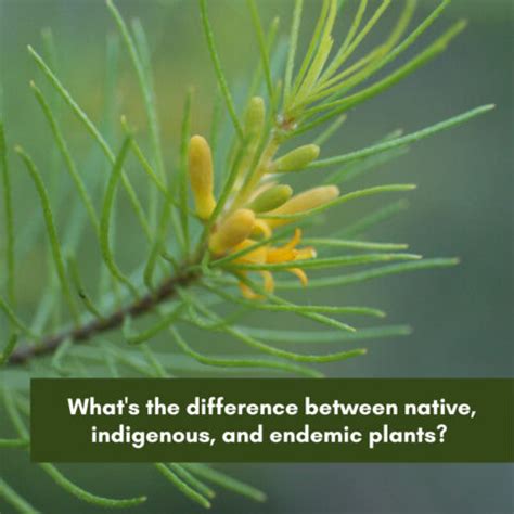 What S The Difference Between Native Indigenous And Endemic Plants