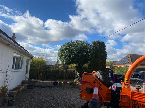 Cp Tree And Landscapes