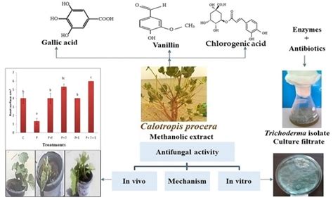 Polyphenols Rich Extract Of Calotropis Procera Alone And In Combination With Trichoderma Culture