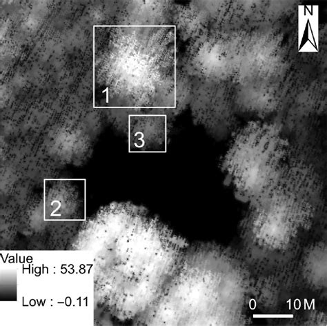 canopy height model and three selected trees 1 2 douglas fir 3