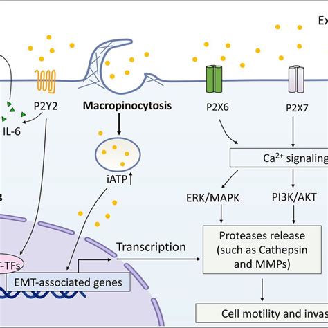 Atps Roles In Epithelial Mesenchymal Transition And Invasion
