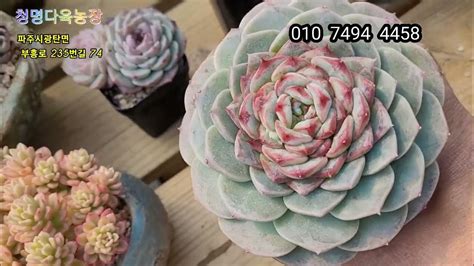 예쁜다육 할인된 가격으로 ♡♡ Youtube