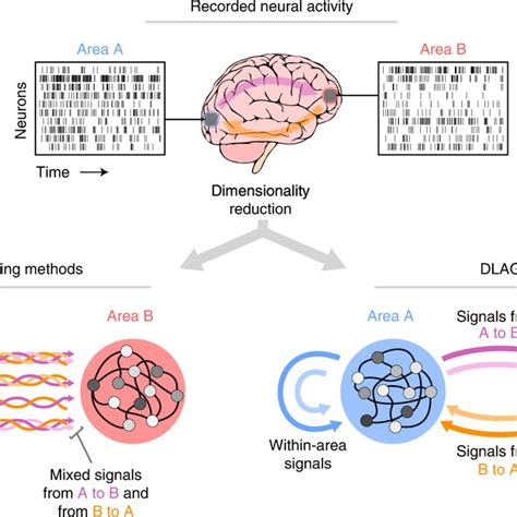 Disentangling The Flow Of Signals Between Populations Of Neurons Top Download Scientific