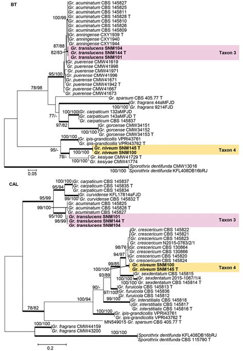 Maximum Likelihood Phylogeny Of Graphilbum Using Partial Bt And Partial