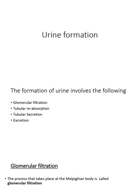 Urine Formation Pdf