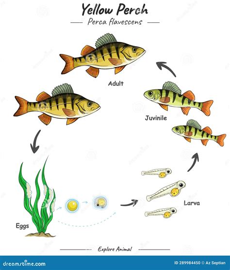 Yellow Perch Life Cycle Perch Fishing Tips The Only 5 Perch Baits
