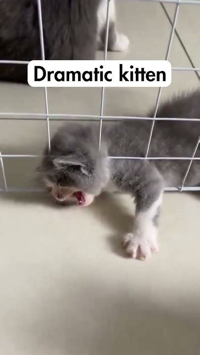 Dramatic Kitten 😂 Youtube