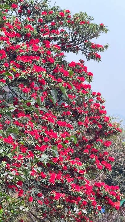 Beautiful Lali Guras Flower 🌺 Youtube