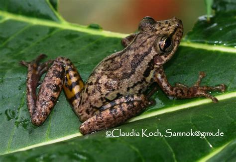 Scinax Ruber Alchetron The Free Social Encyclopedia