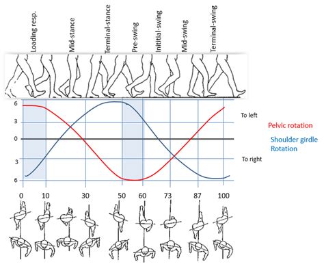 human gait cycle some graphs artbot
