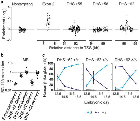 Bcl11a Enhancer Dissection By Cas9 Mediated In Situ Saturating