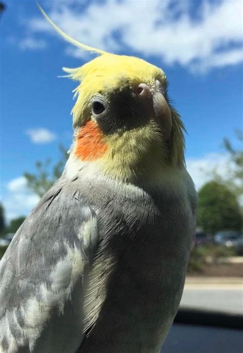 Meet Fuzzball 14 Years Young Scrolller