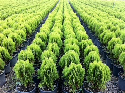 ტუია Geobotanic