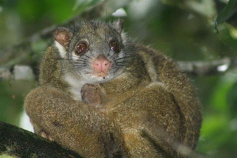 Необычные и редкие животные Trasyy — Livejournal