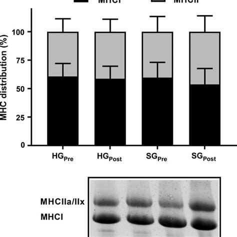 Myosin Heavy Chain Mhc Isoform Distribution In The Vastus Lateralis
