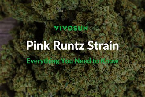Pink Runtz Strain Everything You Need To Know Vivosun
