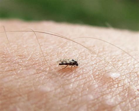 Small Midges Flies